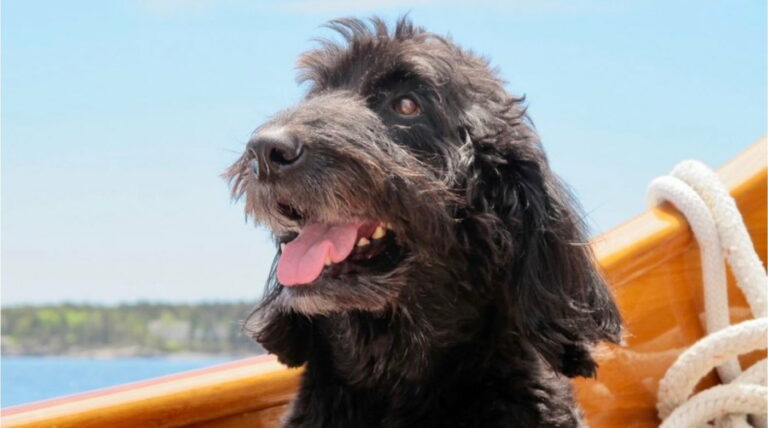 About - Life of Riley