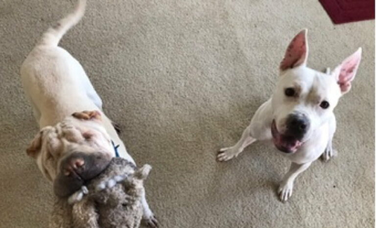 Join our efforts to advance diversity, equity and inclusion in animal ...